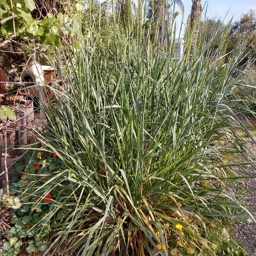 Native Grasses for Southern California - Fine Gardening