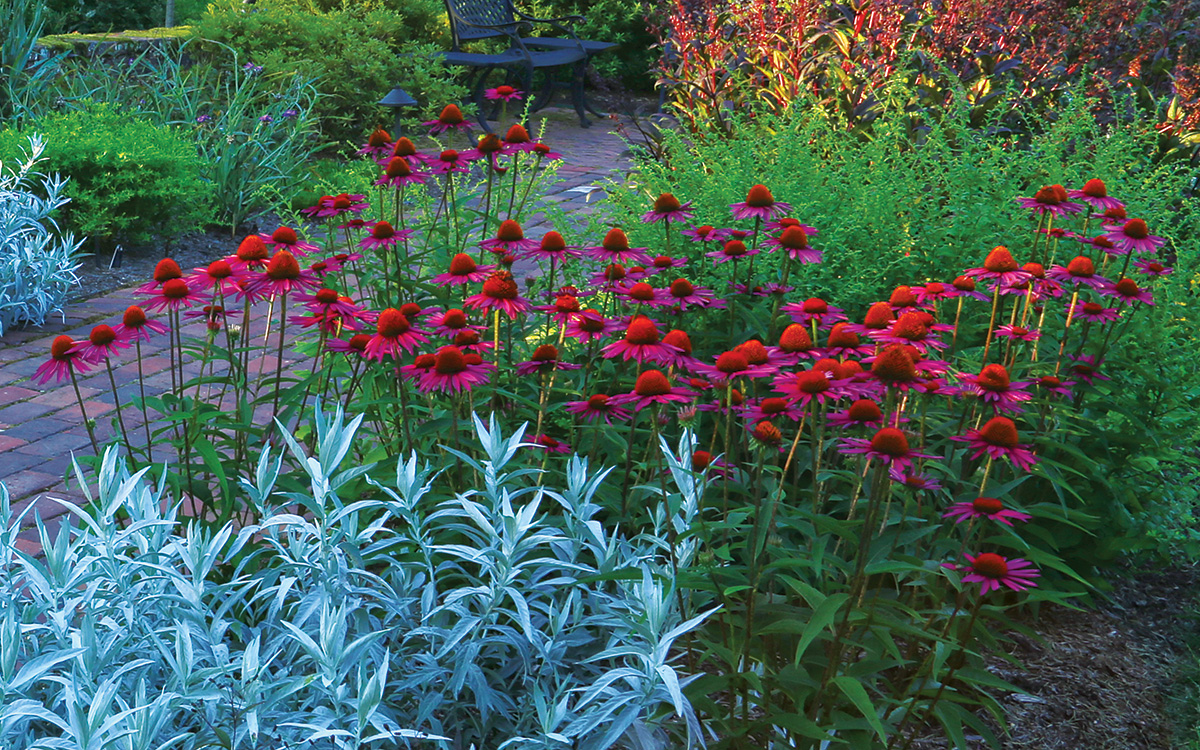 10 Great Natives for a Sunny Border - Fine Gardening