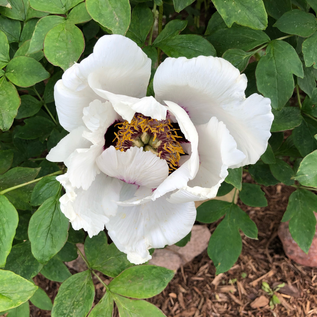 Cindy's Wisconsin Garden - Fine Gardening