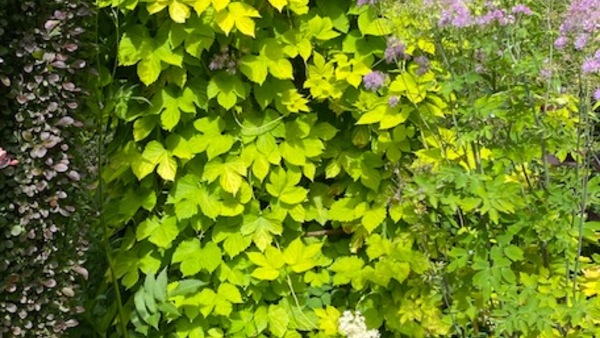 'Iowa' Chinese juniper - FineGardening