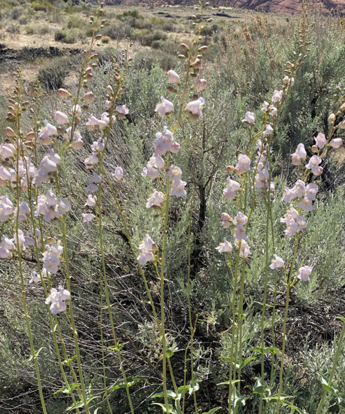 Penstemons Native to the Mountain West - Fine Gardening