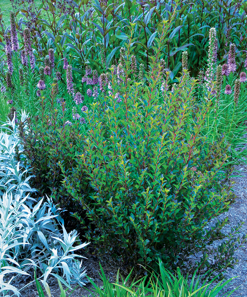 10 Great Natives for a Sunny Border - Fine Gardening