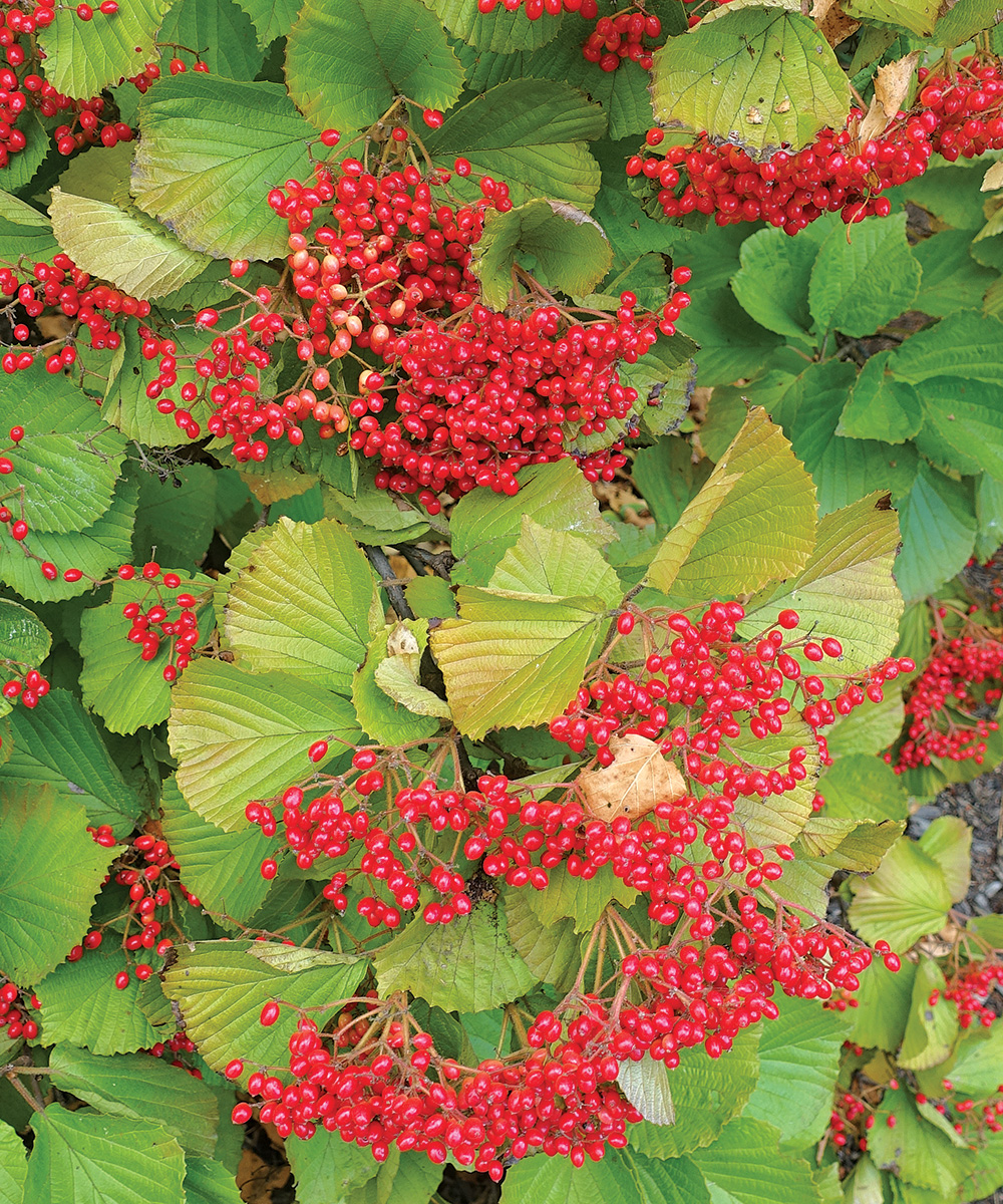 Essential Plants for the Fall Garden - Fine Gardening