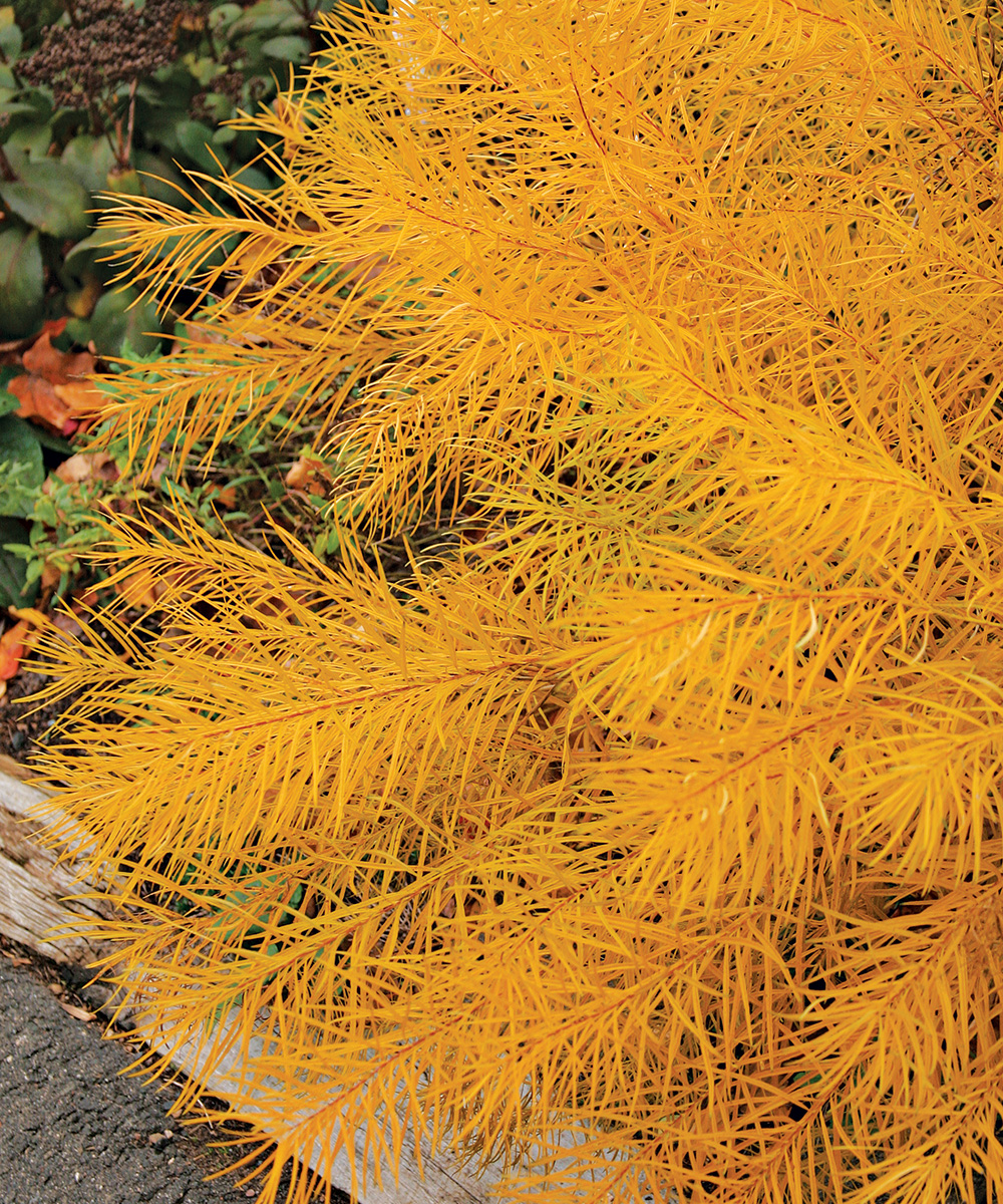 Essential Plants for the Fall Garden - Fine Gardening