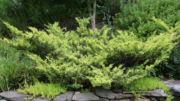 Episode 90: Favorite Workhorses - Fine Gardening