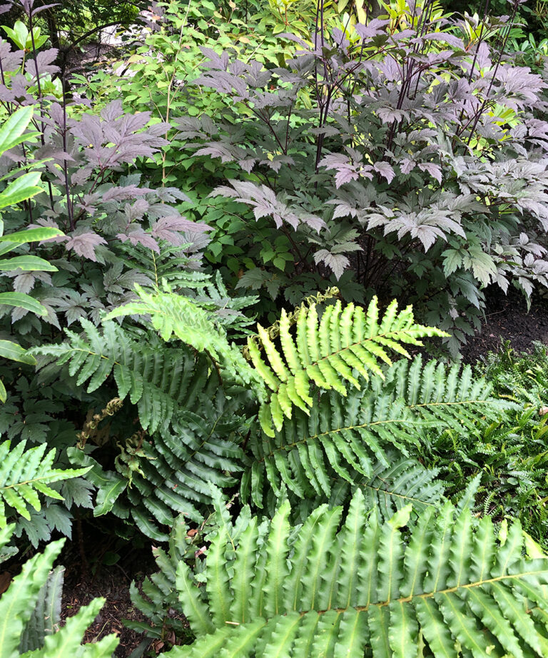 The Versatility of Ferns in the Northwest - Fine Gardening