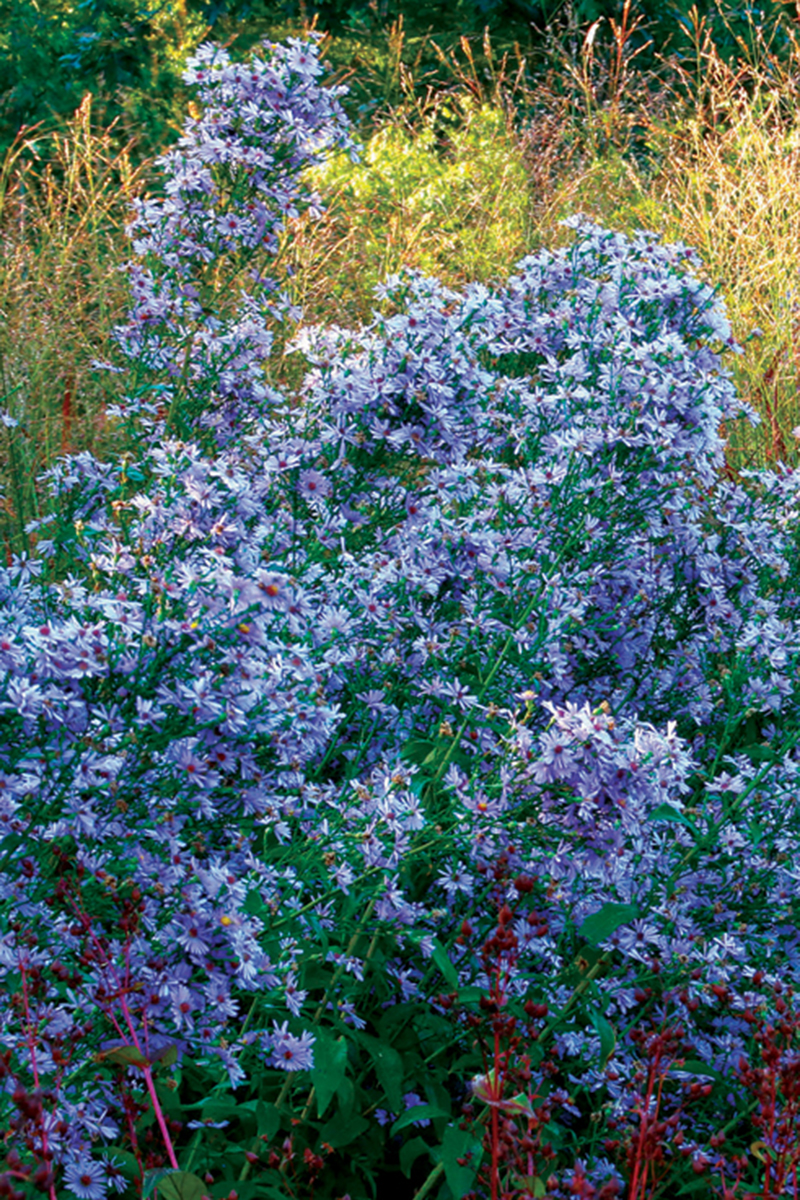 Native Plants with Show-Stopping Autumn Color - Fine Gardening