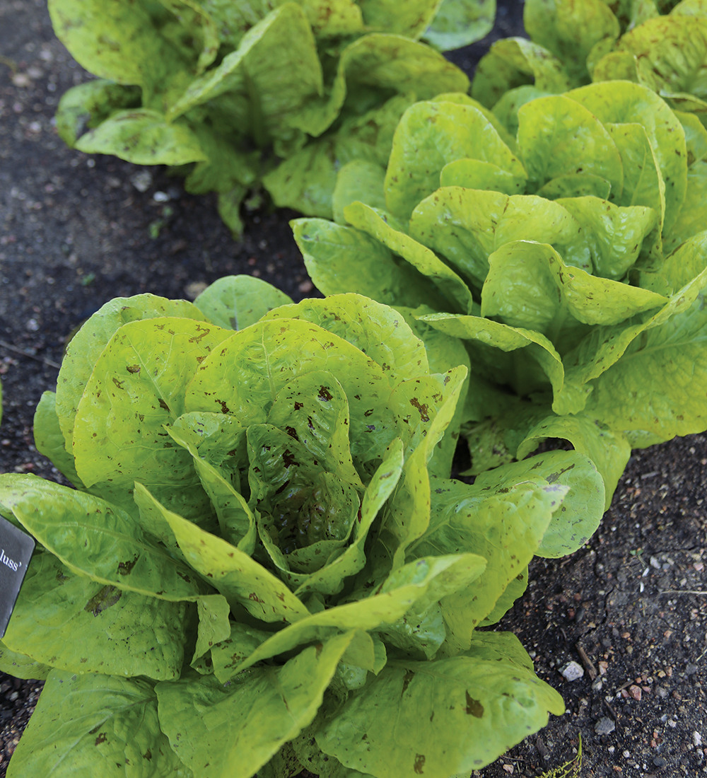 New Veggie Varieties to Try This Year - Fine Gardening
