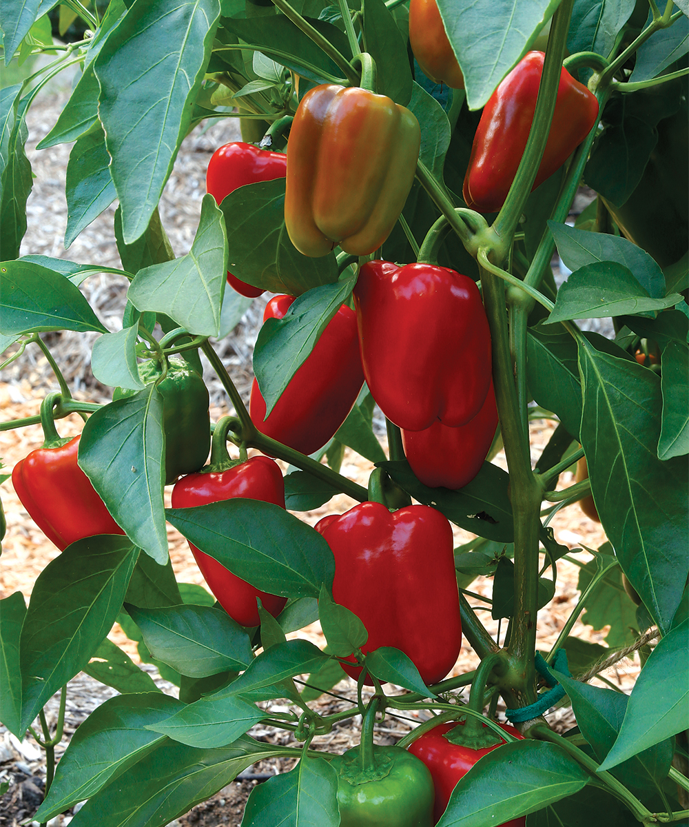 New Veggie Varieties to Try This Year - Fine Gardening