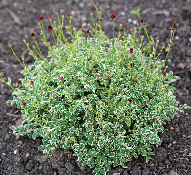 Burnets Are Tough and Beautiful Plants - Fine Gardening
