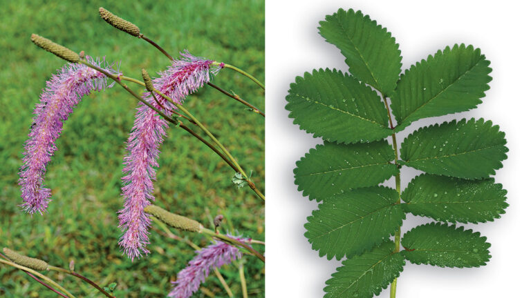 Burnets Are Tough and Beautiful Plants - Fine Gardening