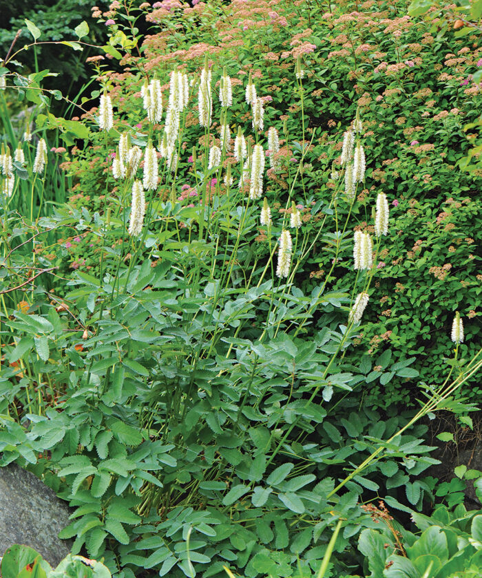 Burnets Are Tough and Beautiful Plants - Fine Gardening