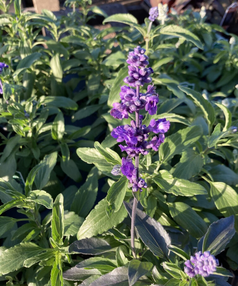 Spectacular Salvias for the South - Fine Gardening