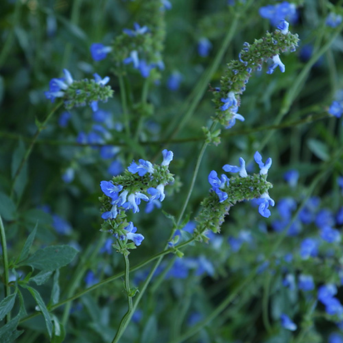 Spectacular Salvias for the South - Fine Gardening