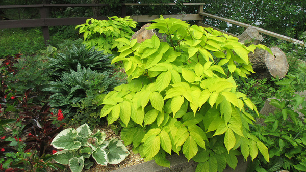 Aralia 'Sun King': Perennial Plant of the Year - Fine Gardening