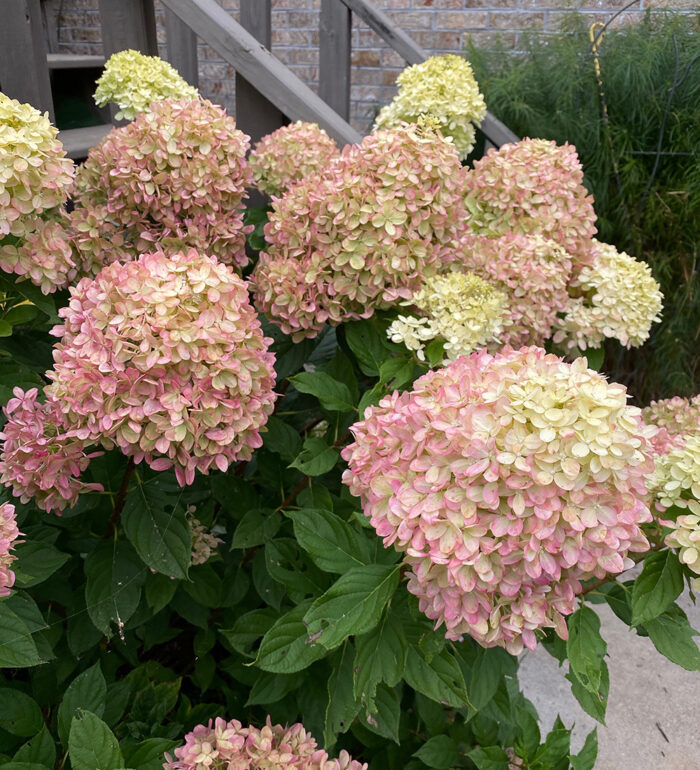 Summer Pruning Panicle Hydrangeas in the Southeast - Fine Gardening