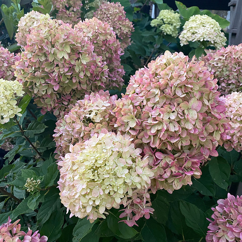 Summer Pruning Panicle Hydrangeas in the Southeast - Fine Gardening