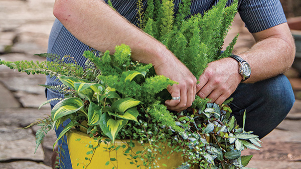 Tropical Inspiration for Shade Containers - FineGardening