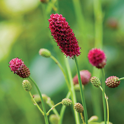 These New Burnets Deserve Your Attention - Fine Gardening