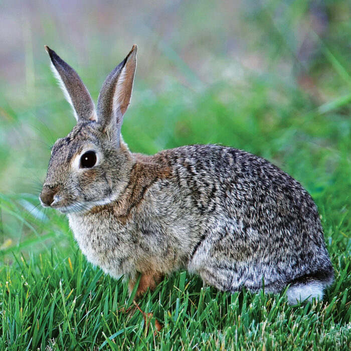 Get to Know Burnets - Fine Gardening