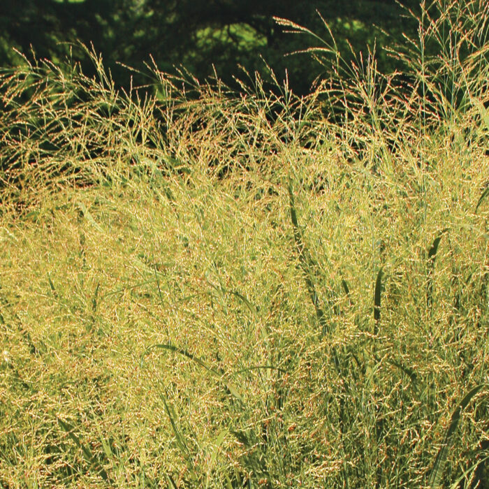 Plants for a Matrix-Style Garden - Fine Gardening