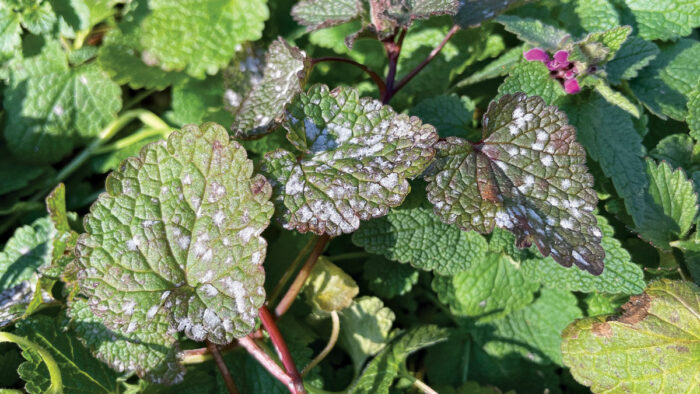 Everything You Should Know About Powdery Mildew - Fine Gardening