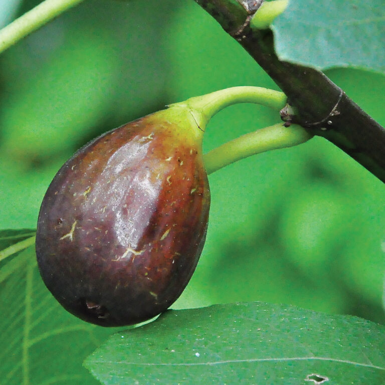 Want to Grow Figs? Try One of These Varieties - Fine Gardening