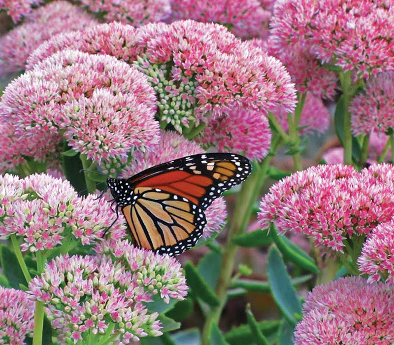 Dynamic Garden Design Despite Challenging Conditions - Fine Gardening