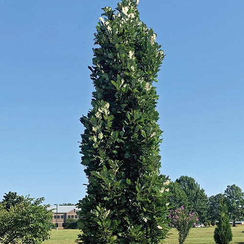 A Tough, Slender Oak Tree - FineGardening