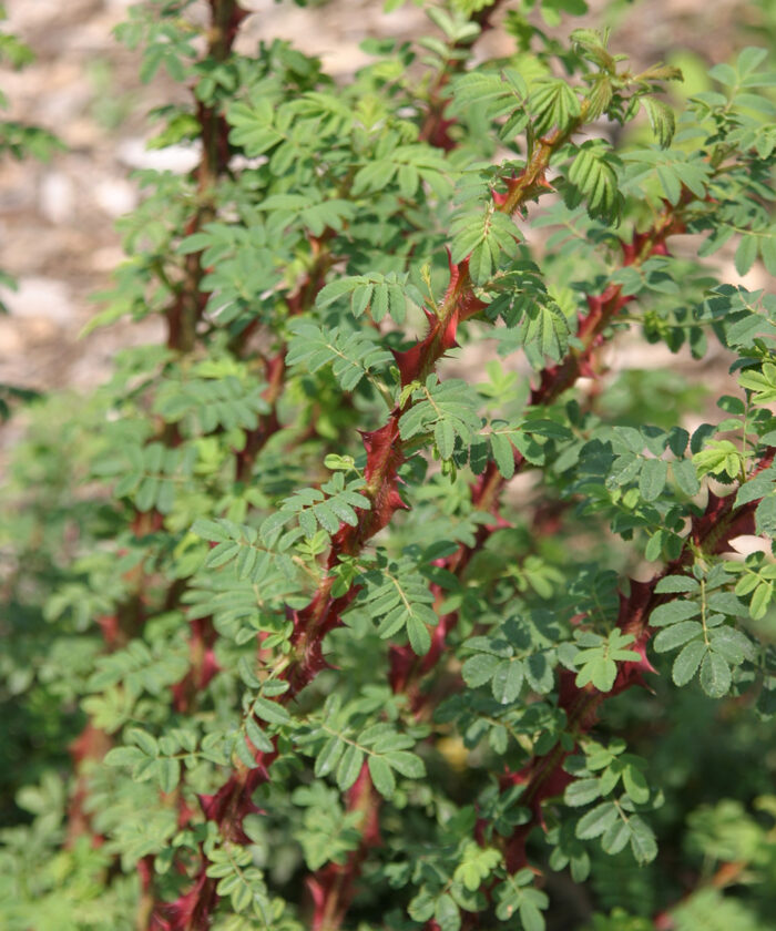 Extraordinary Roses for the Northwest - Fine Gardening