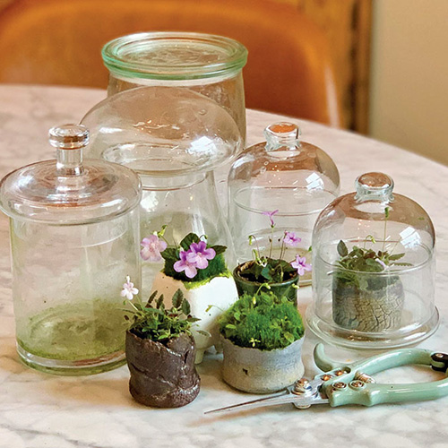 Petite Houseplants for Any Home - Fine Gardening