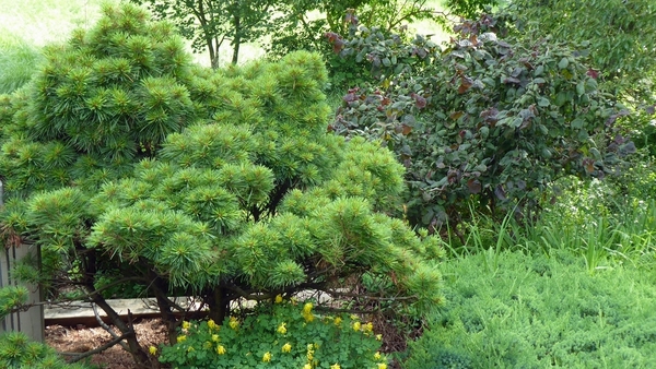 Dale’s Garden in 2020 - Fine Gardening