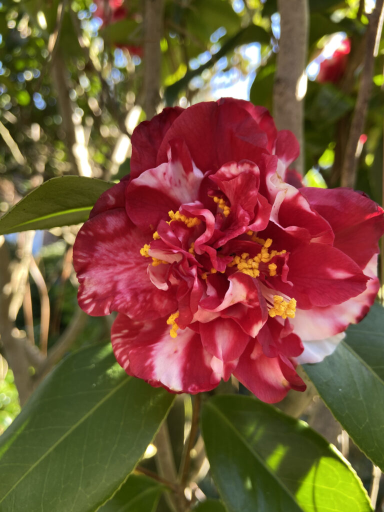Historical Camellia Garden in Virginia - Fine Gardening