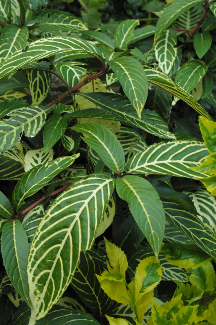 Episode 93: Tropicals We Wish We Grew - Fine Gardening