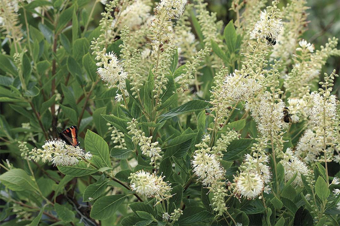The Best Native Plants for Your Region - FineGardening White Paper ...