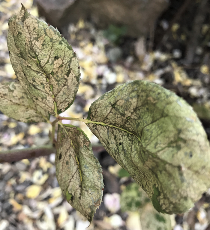 Pest Control for Northern California: Rose Slugs - Fine Gardening