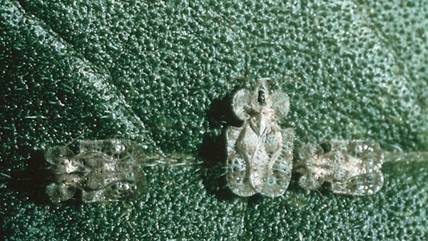 ‘Prairie Fire’ red switchgrass - FineGardening