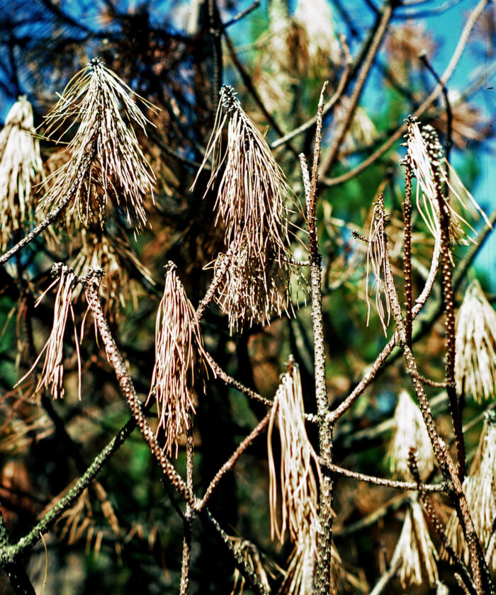 Pest Control for the Southern Plains: Pine Wilt Disease - Fine Gardening