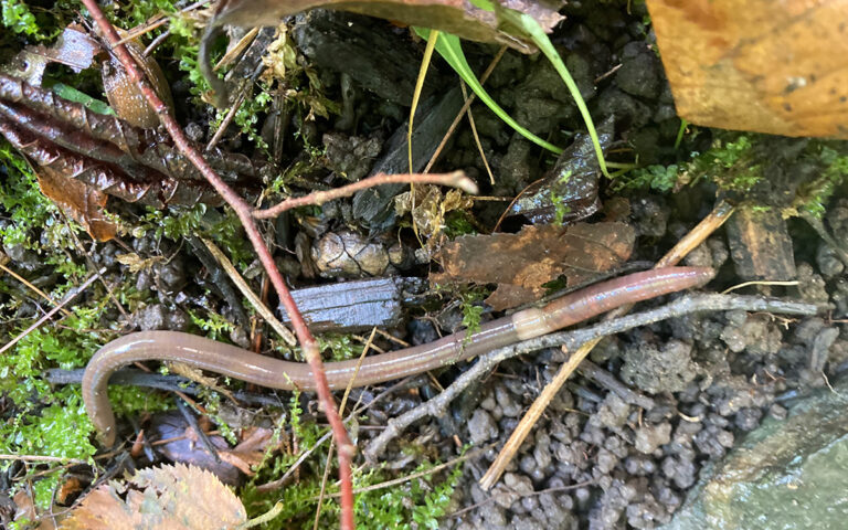 Pest Control for the Northeast: Jumping Snake Worms - Fine Gardening