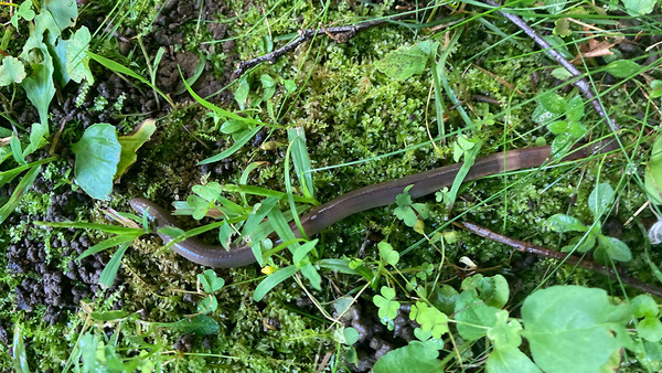How to Identify and Remove Invasive Jumping Worms - FineGardening
