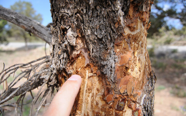 Pest Control for the Southwest: Piñon Ips Beetle - Fine Gardening