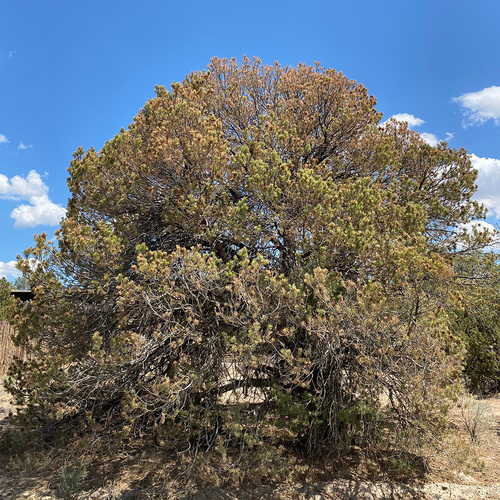 Pest Control for the Southwest: Piñon Ips Beetle - Fine Gardening