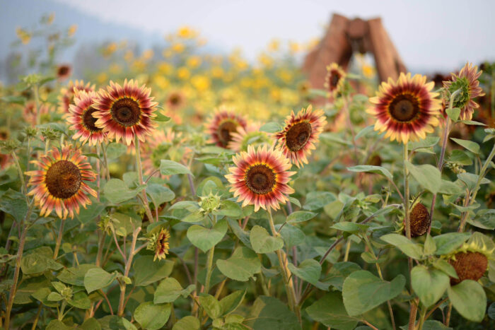 A Sunflower Festival - Fine Gardening