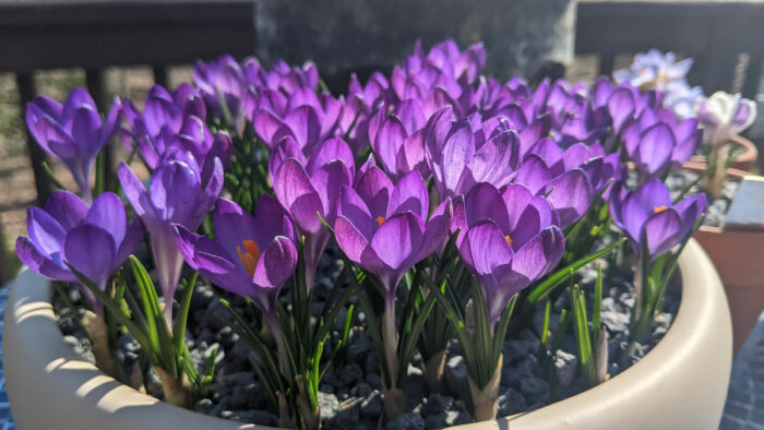 Episode 94: Bulbs on Our Shopping List - Fine Gardening
