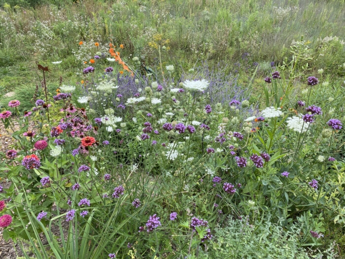 Massachusetts Meadow - Fine Gardening