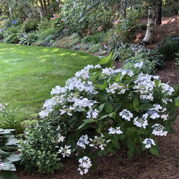A Banner Year for Hydrangeas - Fine Gardening