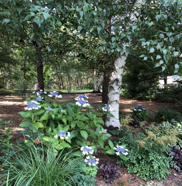 A Banner Year for Hydrangeas - Fine Gardening