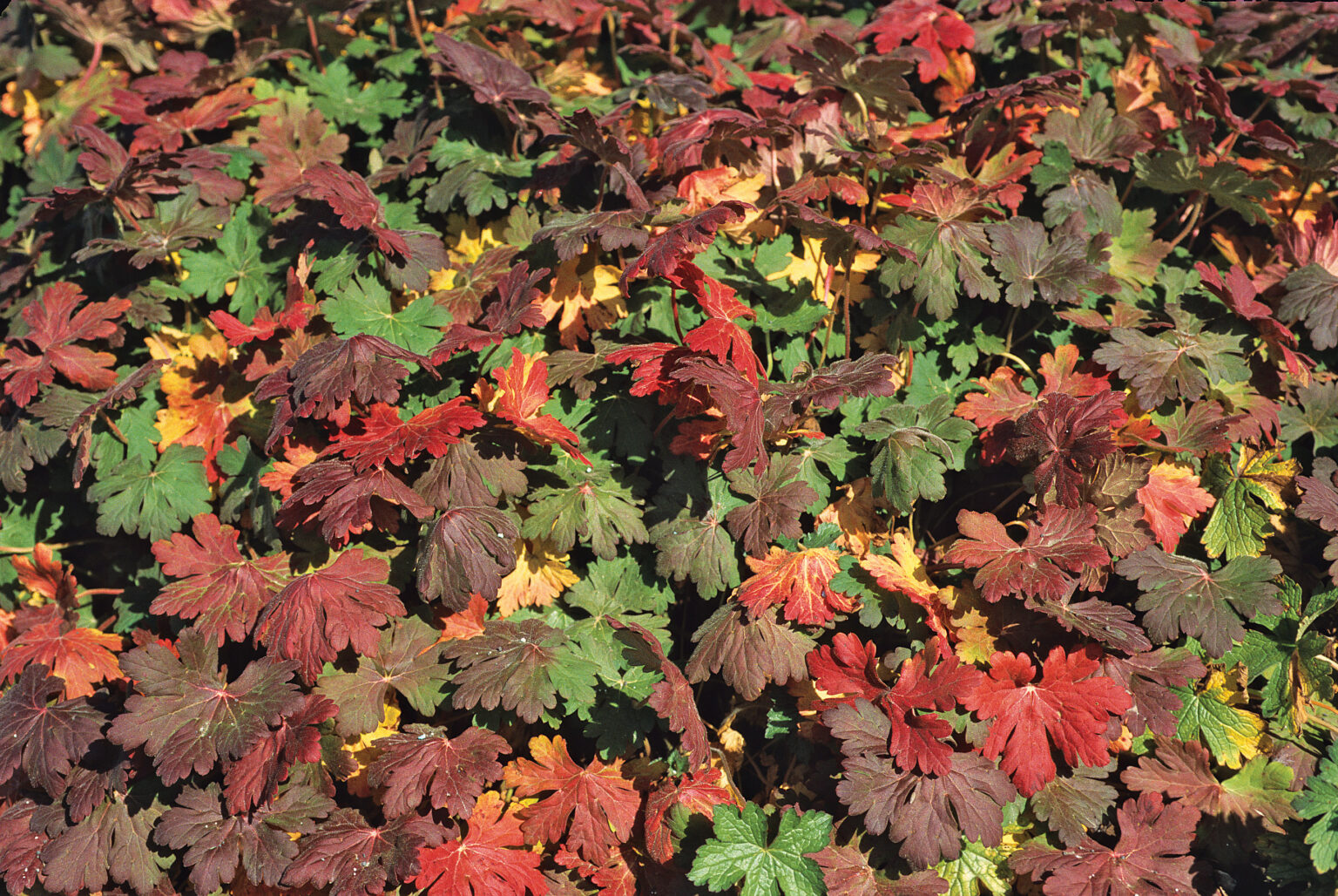 Perennials for Fall Color - Fine Gardening
