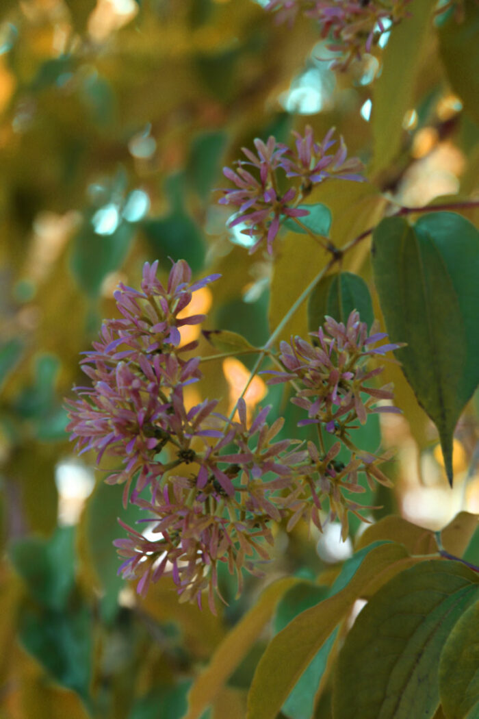 Episode 95: Unexpected Fall Color - Fine Gardening