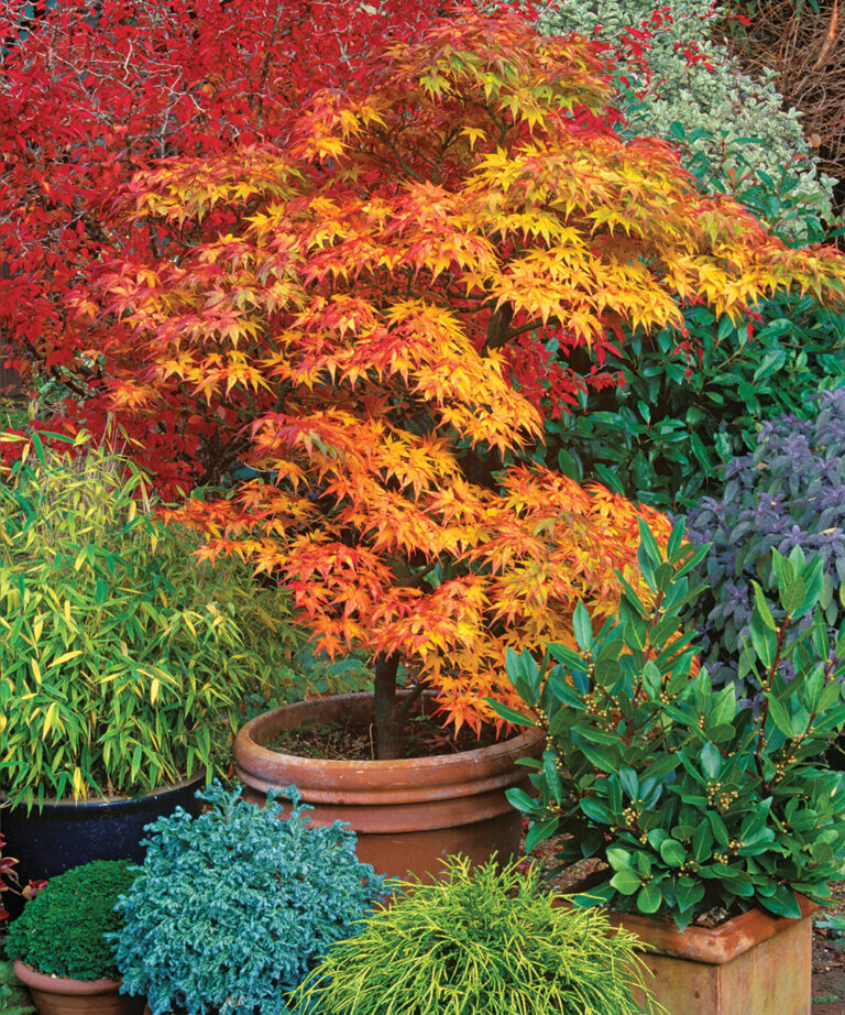 Compact Shrubs That Provide Color, Interest, and Excitement to the ...